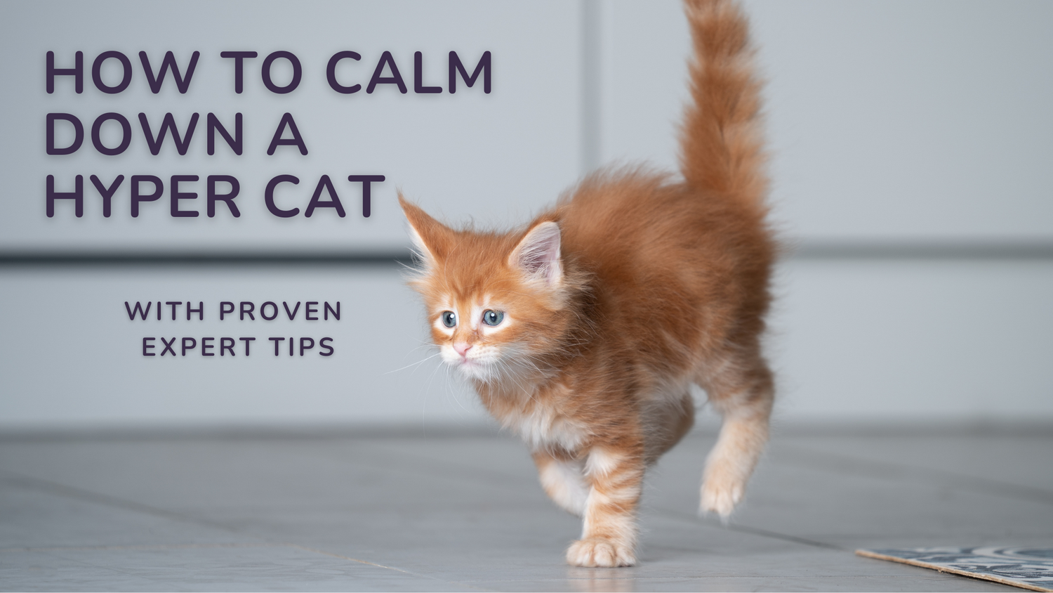 How to Calm Down a Hyper Cat: Proven Expert Tips – StayPurr