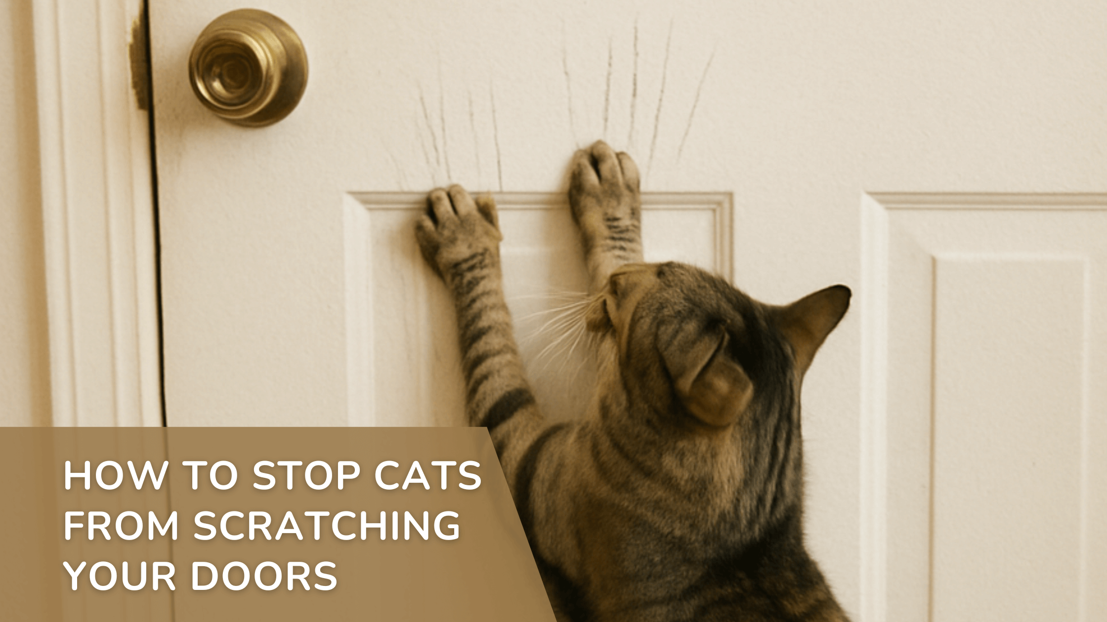 Stop Cats from Scratching Doors: Effective Solutions – StayPurr